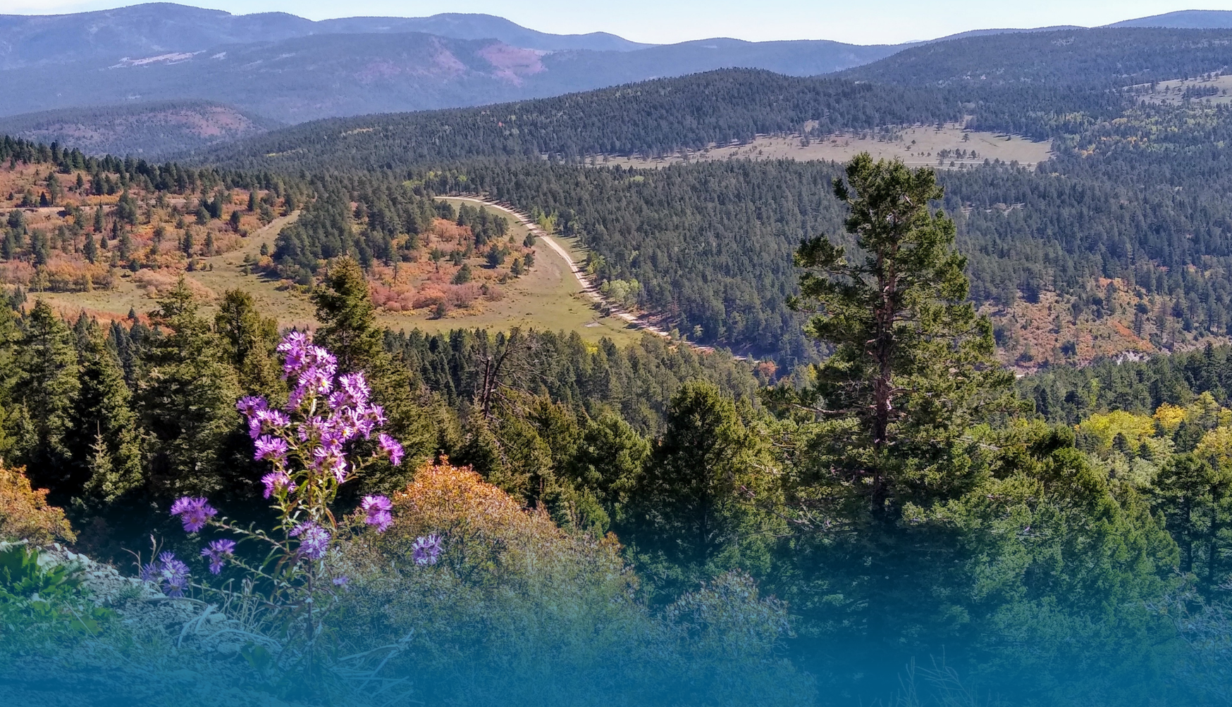 Mexico Newsletter (1)